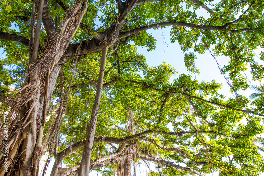 Trees of Hawaii - Canopy of a beautiful green Banyan Tree at Honolulu ...