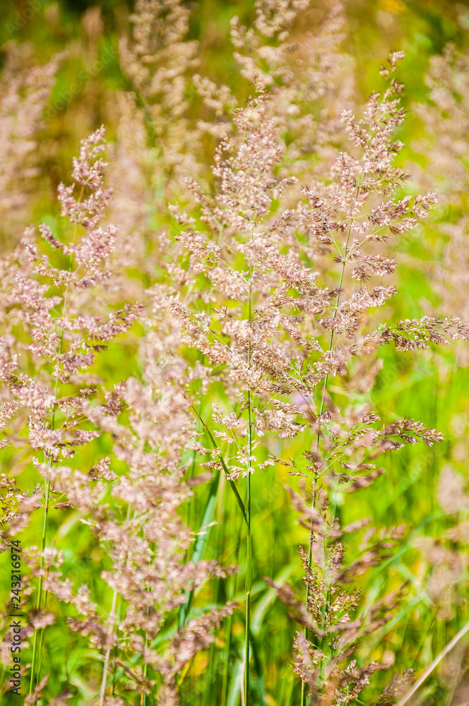 Wild growing Poa grass plant, genus of about 500 species of grasses ...