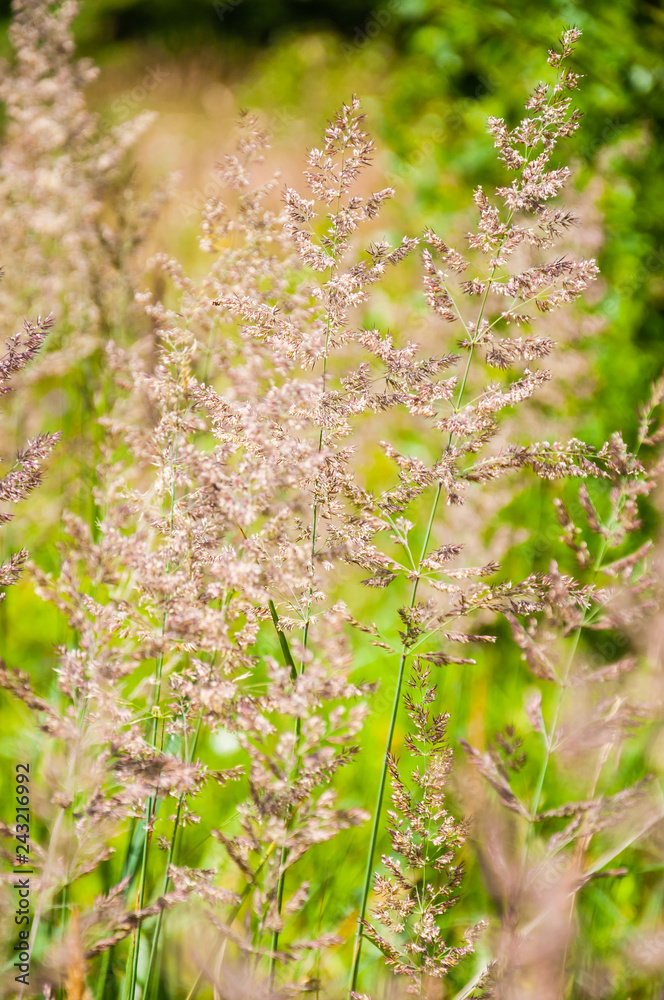 Wild growing Poa grass plant, genus of about 500 species of grasses ...