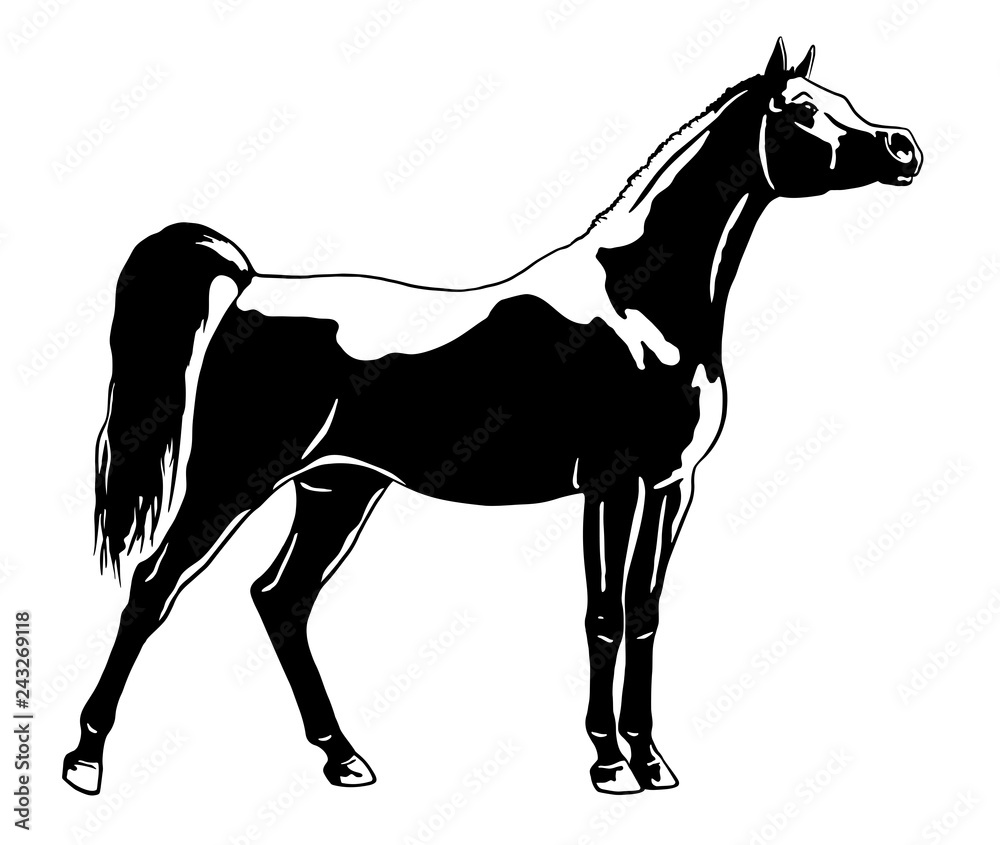 Arabian horse silhouette, vector illustration Stock Vector | Adobe Stock
