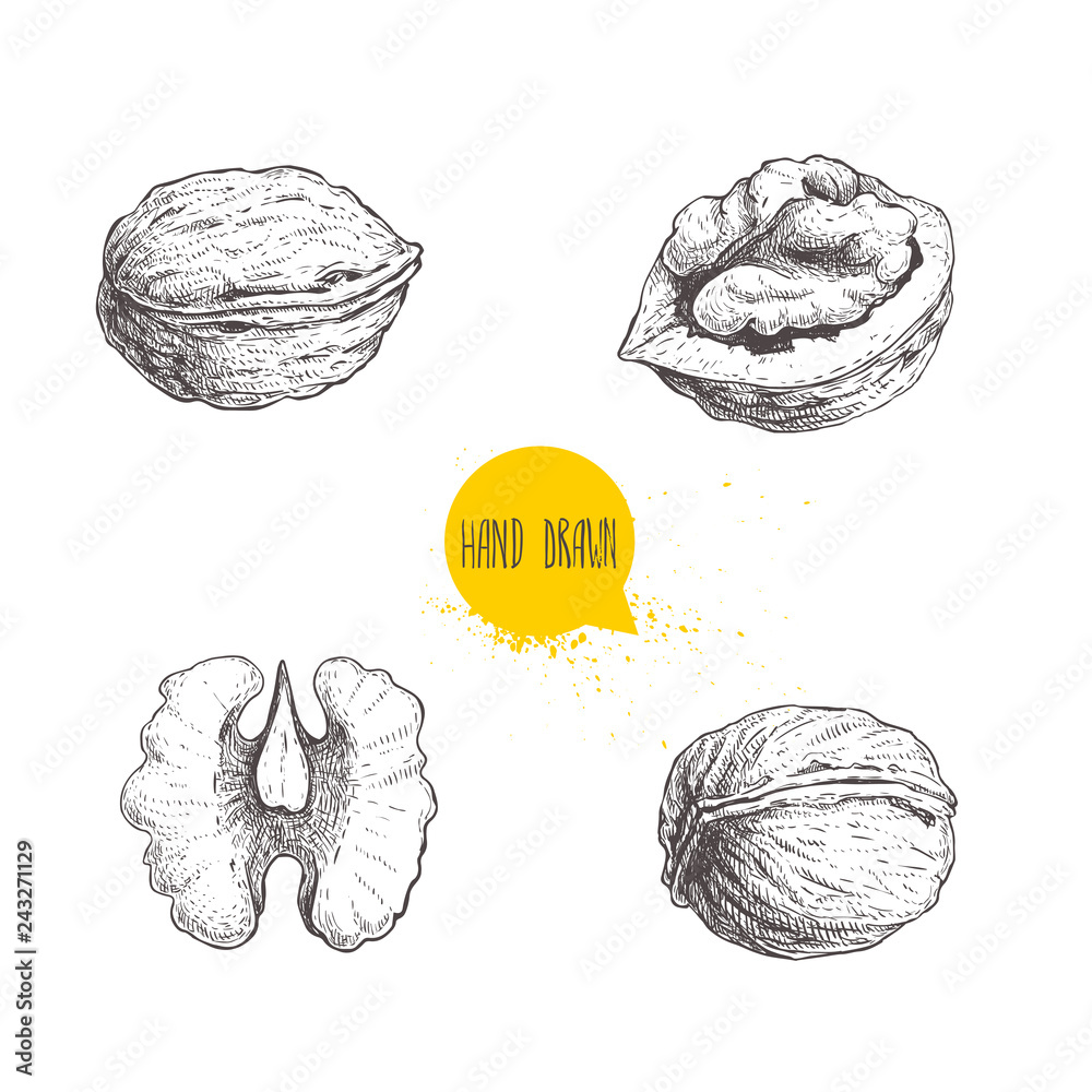Hand drawn sketch style walnuts set. Single whole, half and walnut seed ...