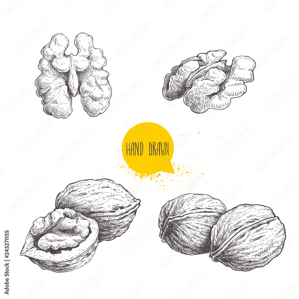 Hand drawn sketch style walnuts set. Single whole, half and walnut seed ...