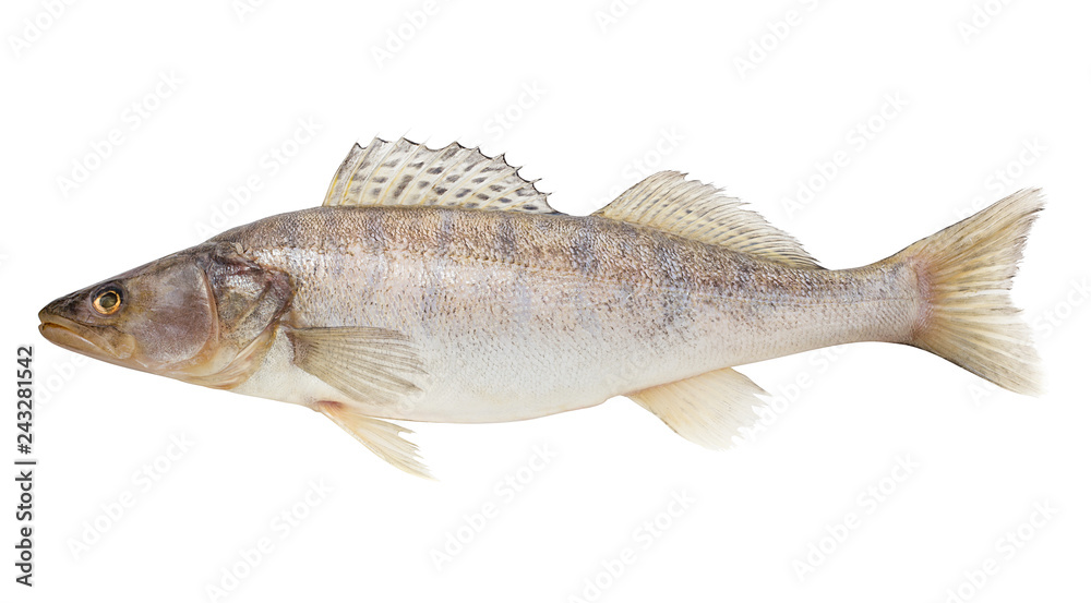 zander, fish raw, clipping path, isolated on white background, full ...