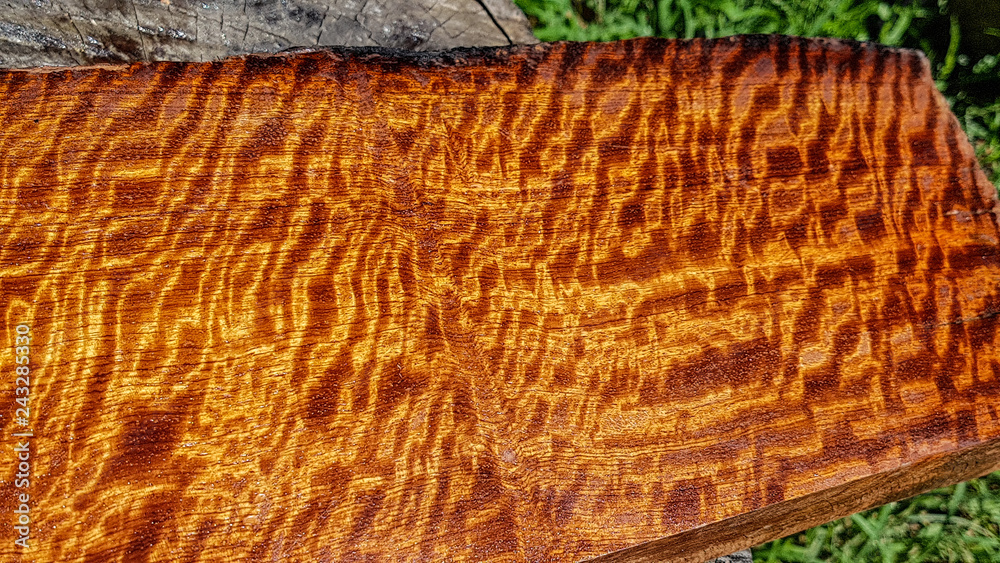 Wood has tiger stripe or curly stripe grain, Afzelia wood exotic ...