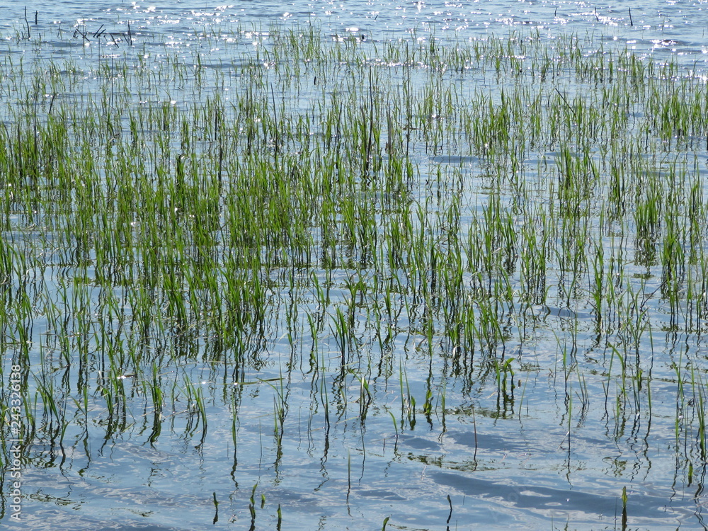Rice fields, terraces, plantation, farm. An organic asian rice farm and ...