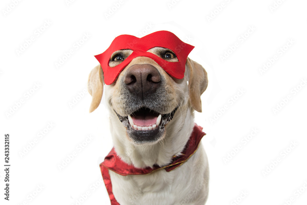 DOG SUPER HERO COSTUME. LABRADOR CLOSE-UP WEARING A RED MASK AND A CAPE ...
