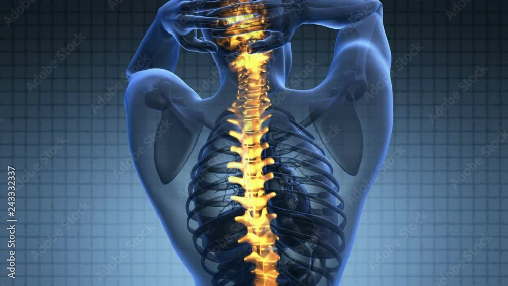 backbone. backache. science anatomy scan of human spine bones glowing ...