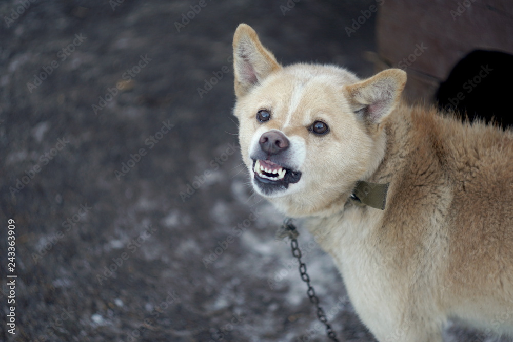 Enraged aggressive, angry dog. The tied dog growls Stock Photo | Adobe ...