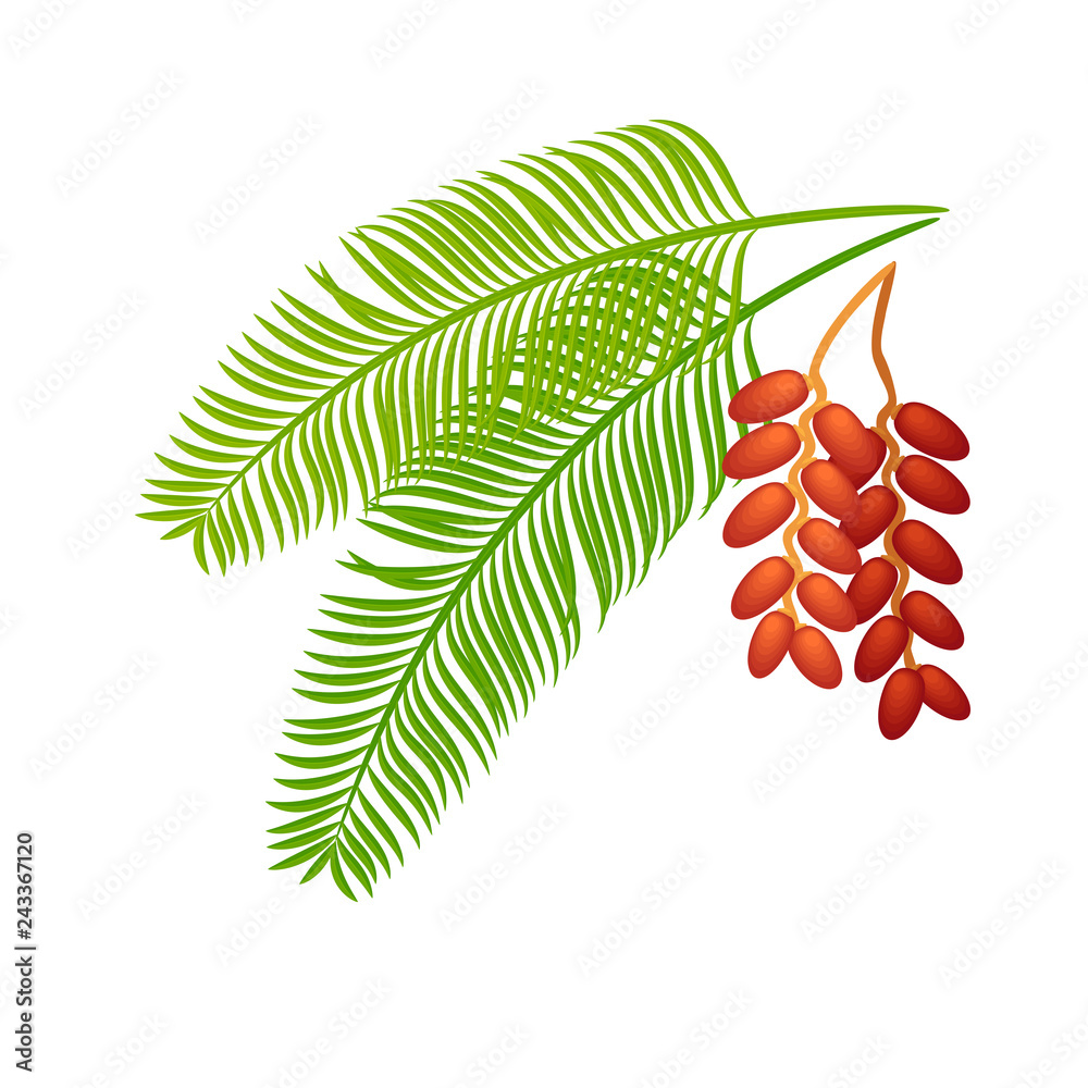 Date Palm Fruit Clipart Isolated