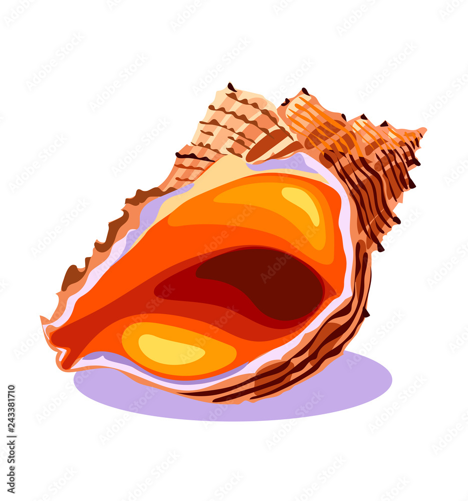 Ocean seashell in close-up, sea shell, object isolated, summer concept ...