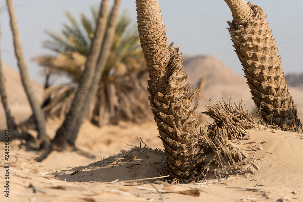 Abstract detail showing the amazing bark of a palm tree in a typical ...