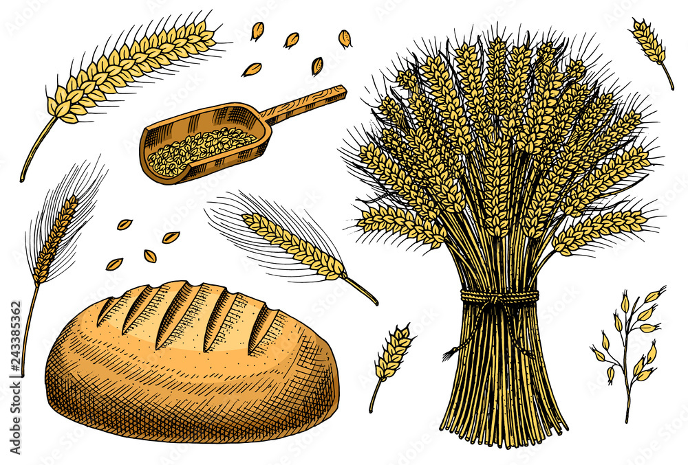 Grain Products Drawing
