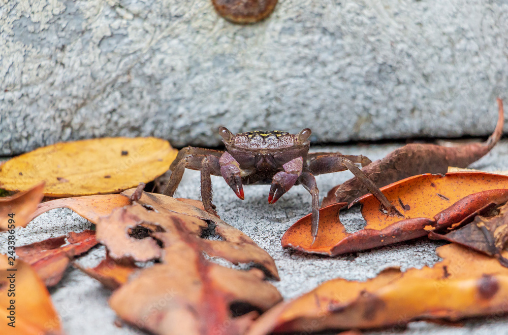Fotka „Mangrove tree crab (Aratus pisonii) with mangrove leaves - Anne ...
