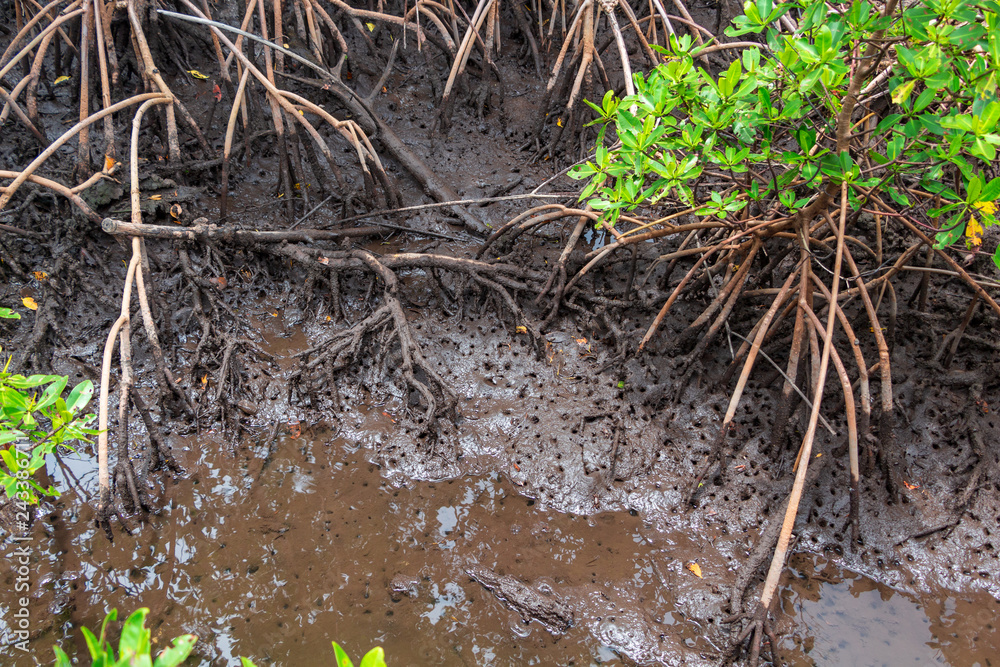 Mud flats with crab tunnels, holes, mangrove wetlands - Anne Kolb at ...