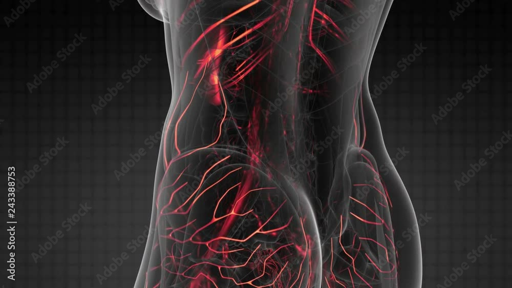 science anatomy scan of human body with blood vessels Stock Video ...