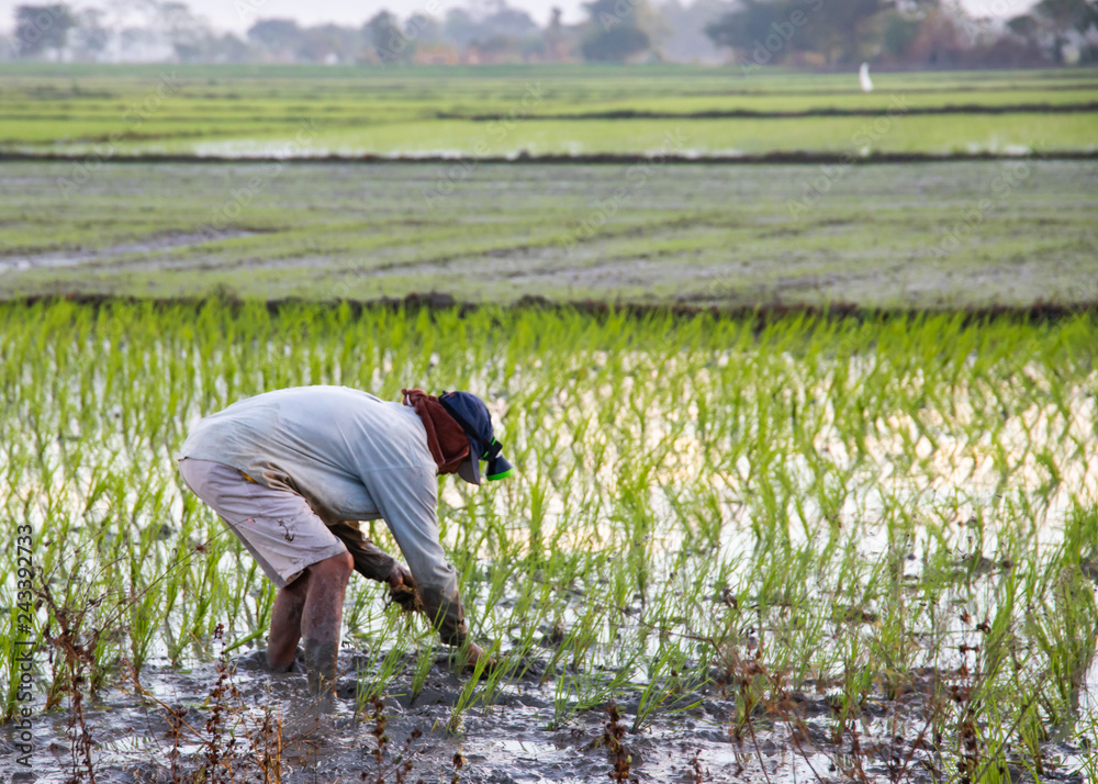 Farmer in Northern Philippines Stock Photo | Adobe Stock