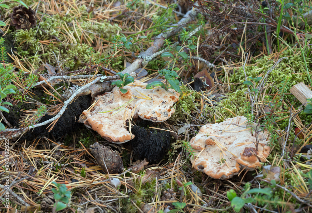 Young fruit bodies of bleeding tooth fungus, Hydnellum peckii Stock ...