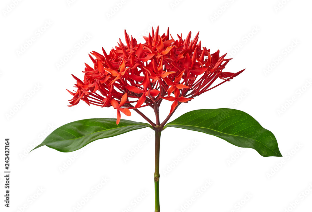 Ixora Plant Leaf New Leaves of Ixora Growing Stock Image - Image of ...