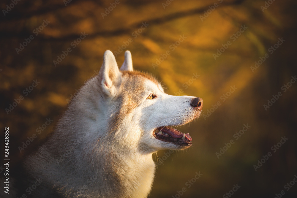 Are There Any Calm Husky Breeds