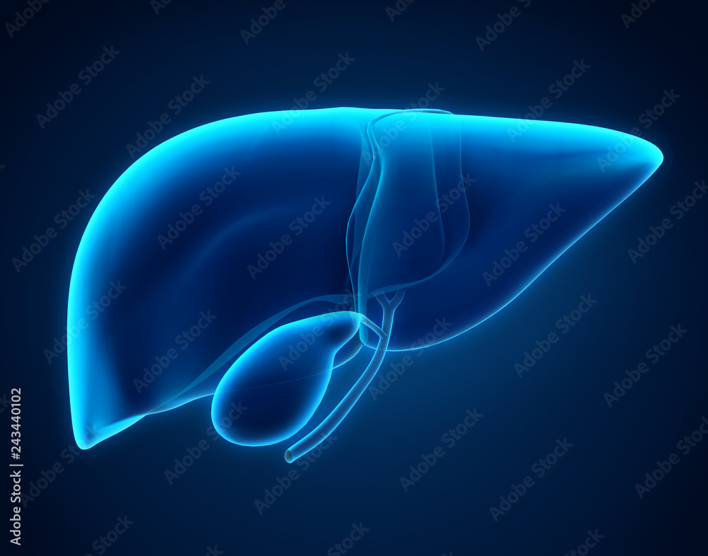 Liver and Gallbladder Anatomy Stock Illustration | Adobe Stock