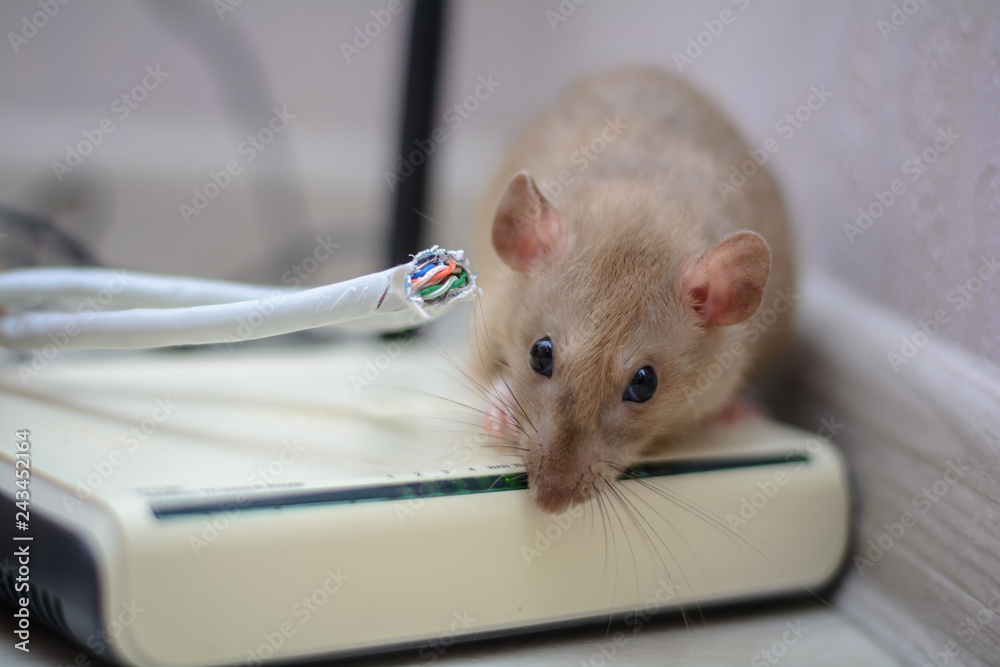 damaged wires from internet connection. The rat gnawed through the ...