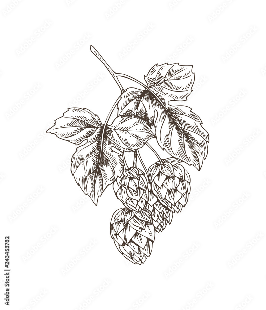 Hop Plant with Leaves Sketch Vector Illustration Stock Vector | Adobe Stock