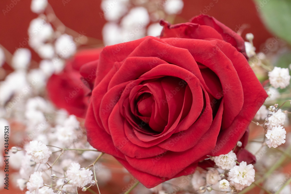 rose rouge sur lit de fleurs blanche de gypsophile pour la saint ...