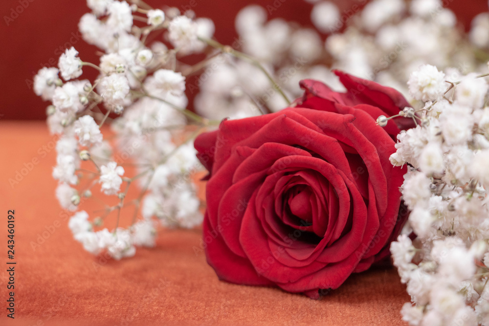 Gypsophile et rose rouge plan rapproché, romantisme saint valentin ...
