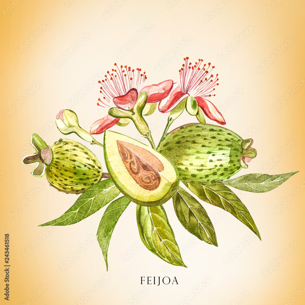 Watercolor illustration feijoa plant. Hand drawn watercolor painting on ...