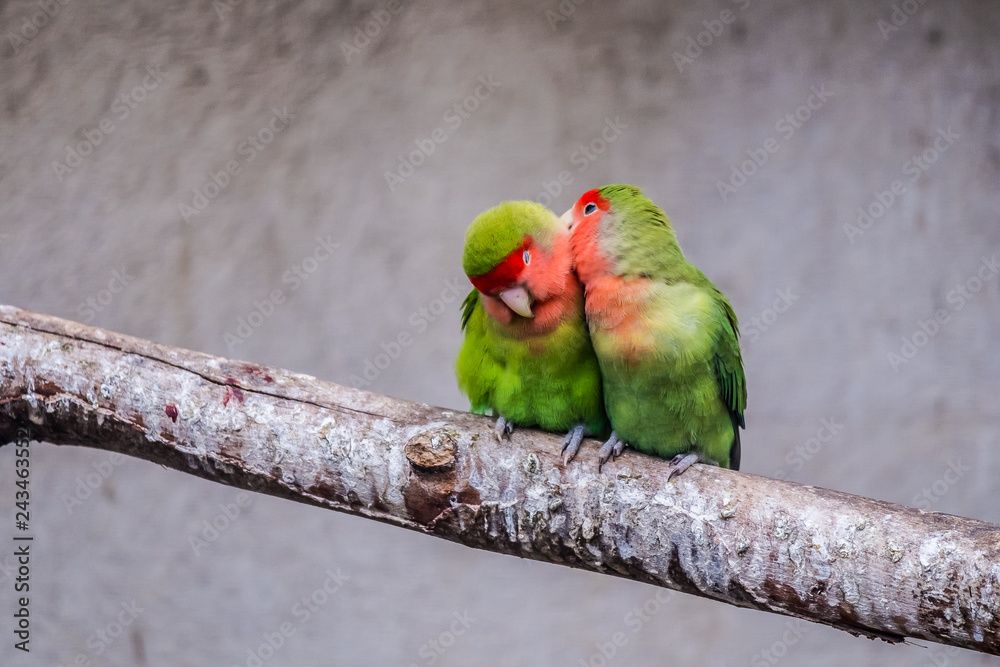 Couple d'oiseaux inséparables Photos | Adobe Stock