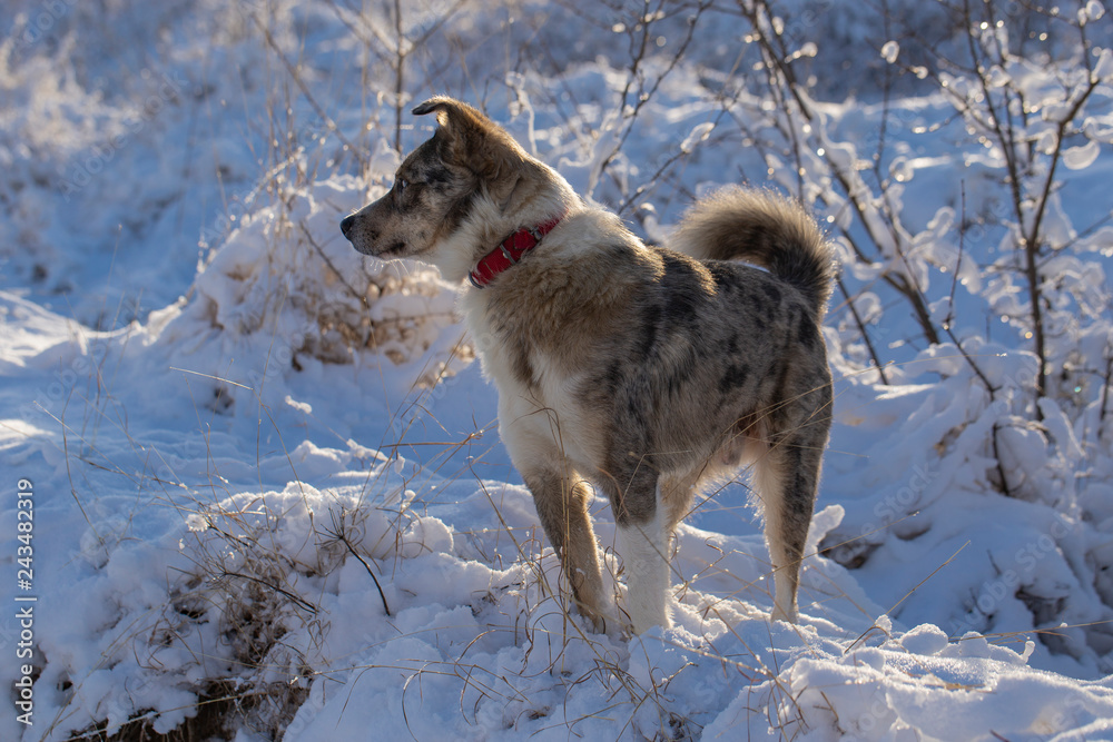The alpha male of the Australian Shepherd dominates the winter forest ...