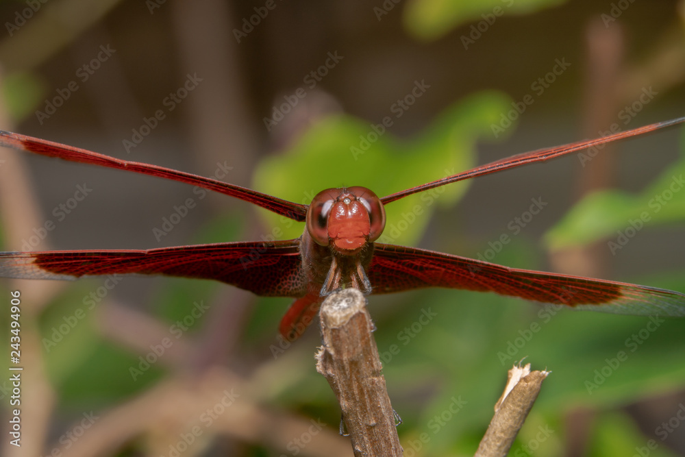 Fullbody shot of an Indonesian Red winged Dragonfly - Neurothemis ...