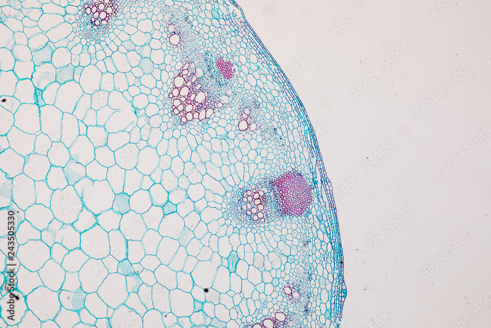 Cross-section Dicot, Monocot and Root of Plant Stem under the ...