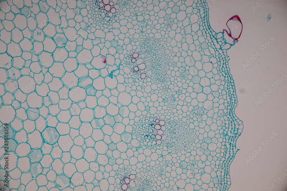 Cross-section Dicot, Monocot and Root of Plant Stem under the ...