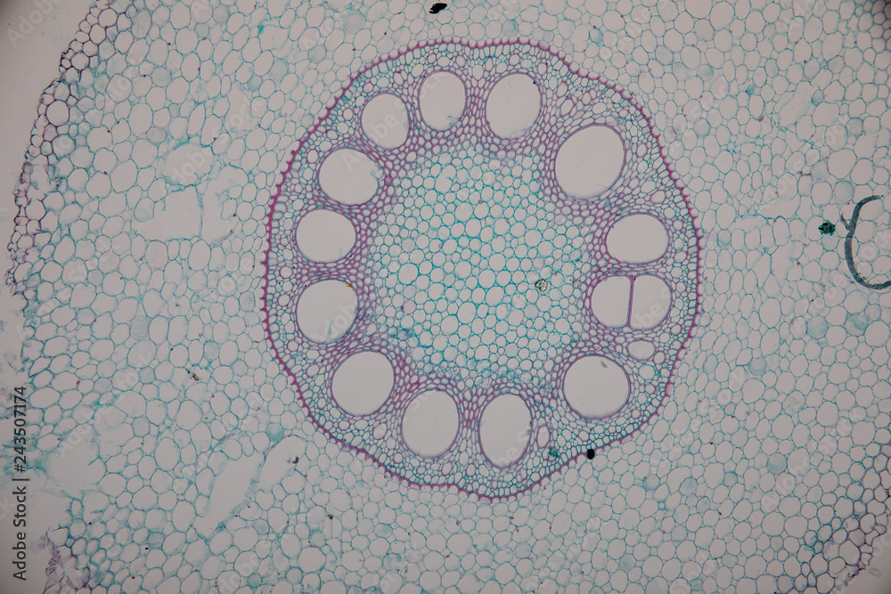 Cross-section Dicot, Monocot and Root of Plant Stem under the ...