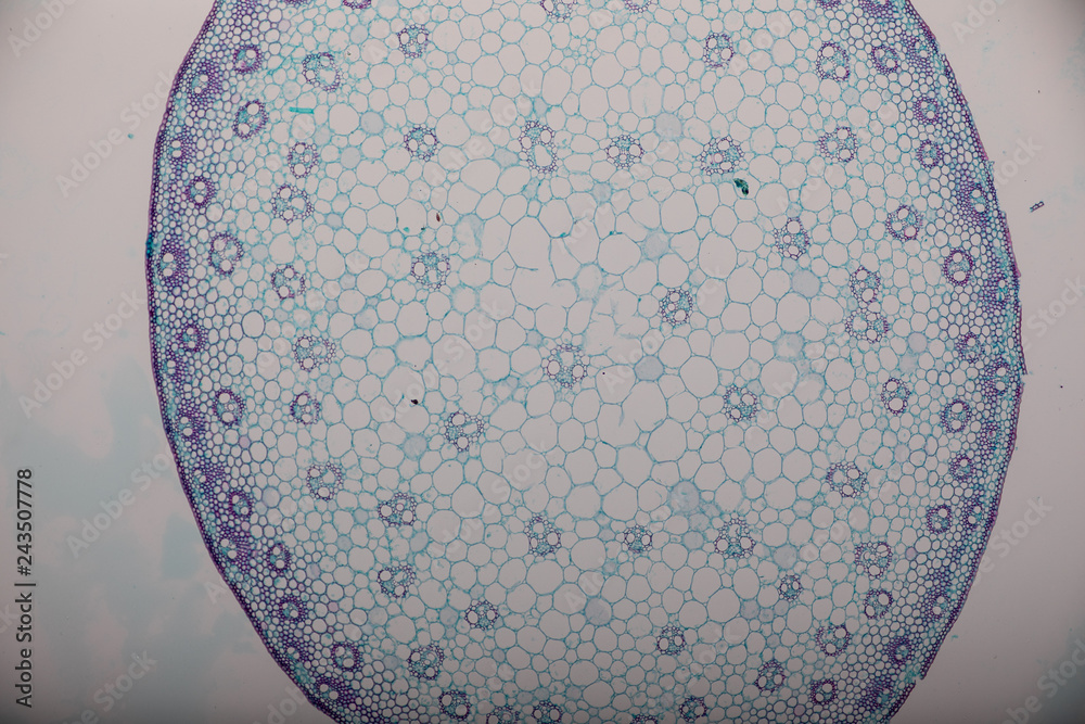 Cross-section Dicot, Monocot and Root of Plant Stem under the ...