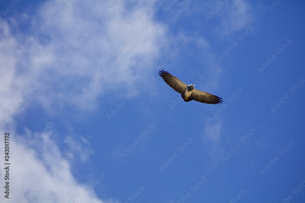 Águia Chilena ou Águia Serrana, animal que abita o Parquer Nacioanl da ...