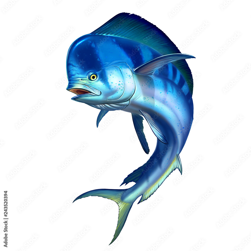 Mahi mahi or dolphin fish on white. Mahi mahi blue fish. Stock ...