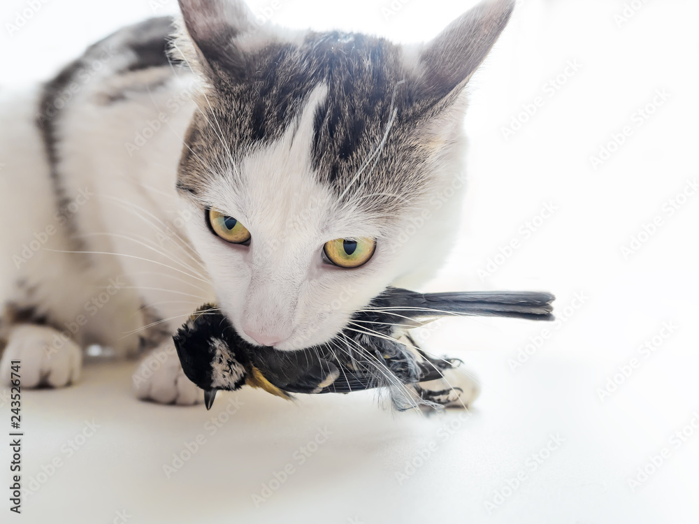 Domestic cat caught a bird. Lucky hunter playing with his victim. Cat ...
