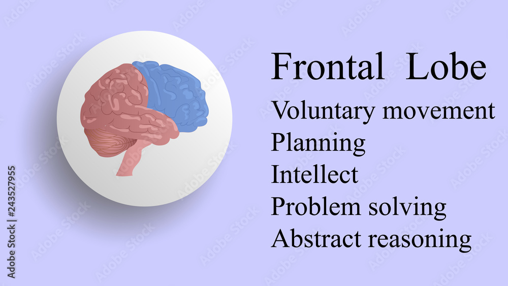 Frontal lobe vector. Brain lobes vector illustration. Human brain ...