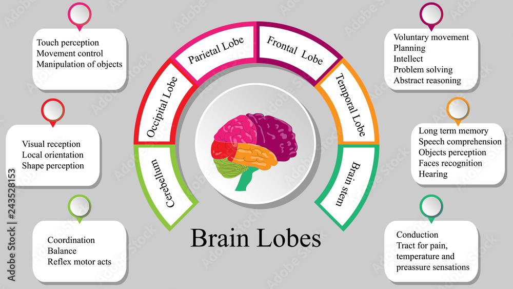 Brain lobes vector illustration. Human brain infographic vector. Brain ...