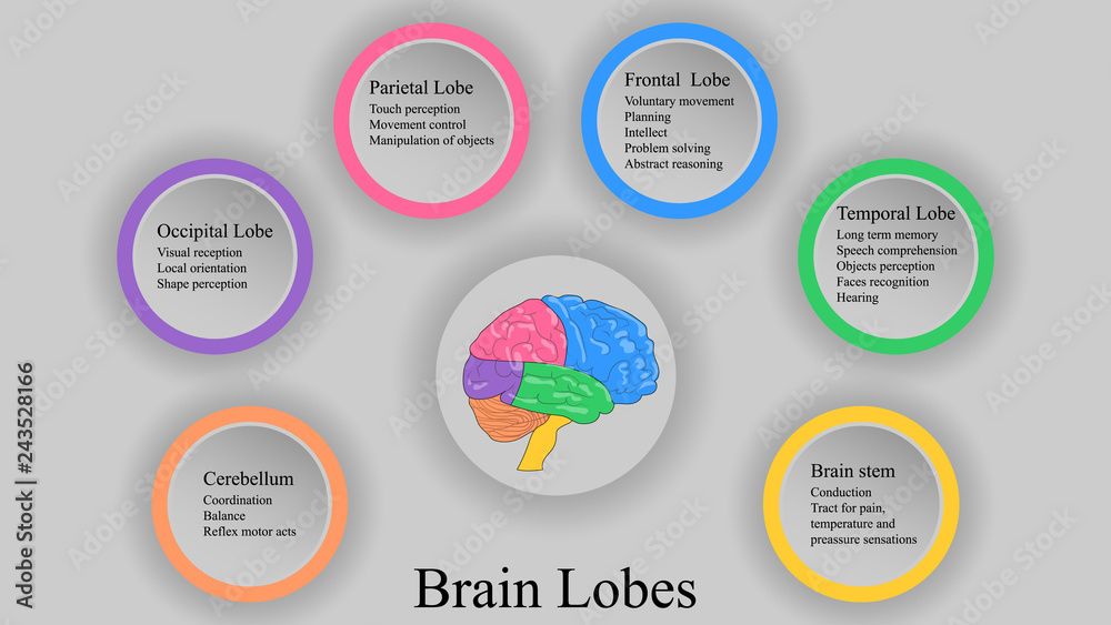 Brain lobes vector illustration. Human brain infographic vector. Brain ...