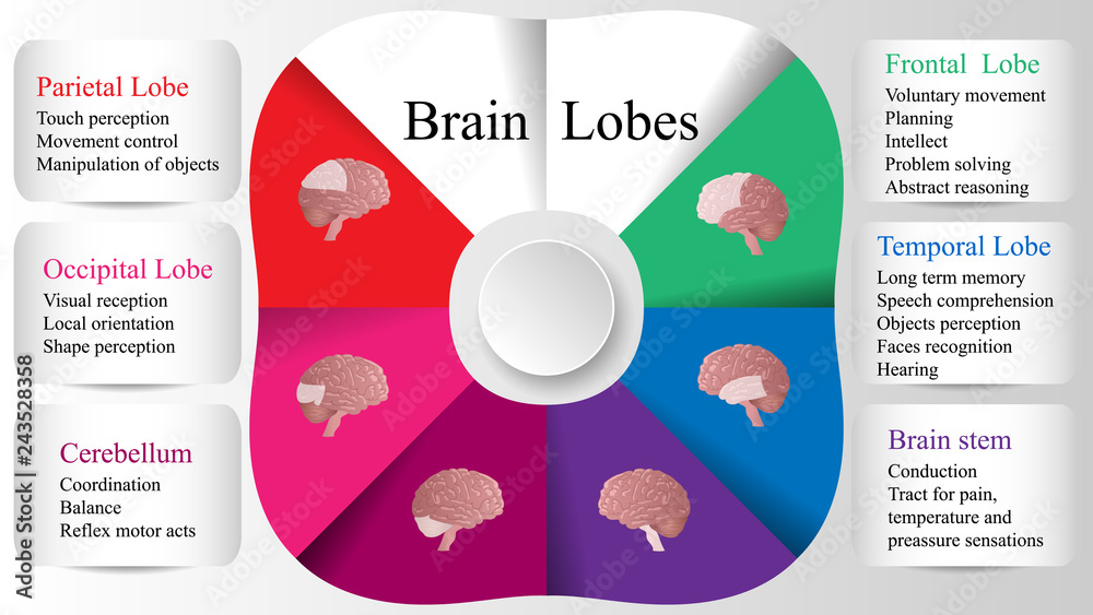 Brain lobes vector illustration. Human brain infographic vector. Brain ...