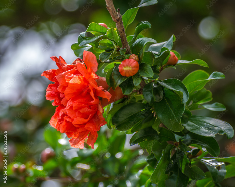 Punica Granatum Flower
