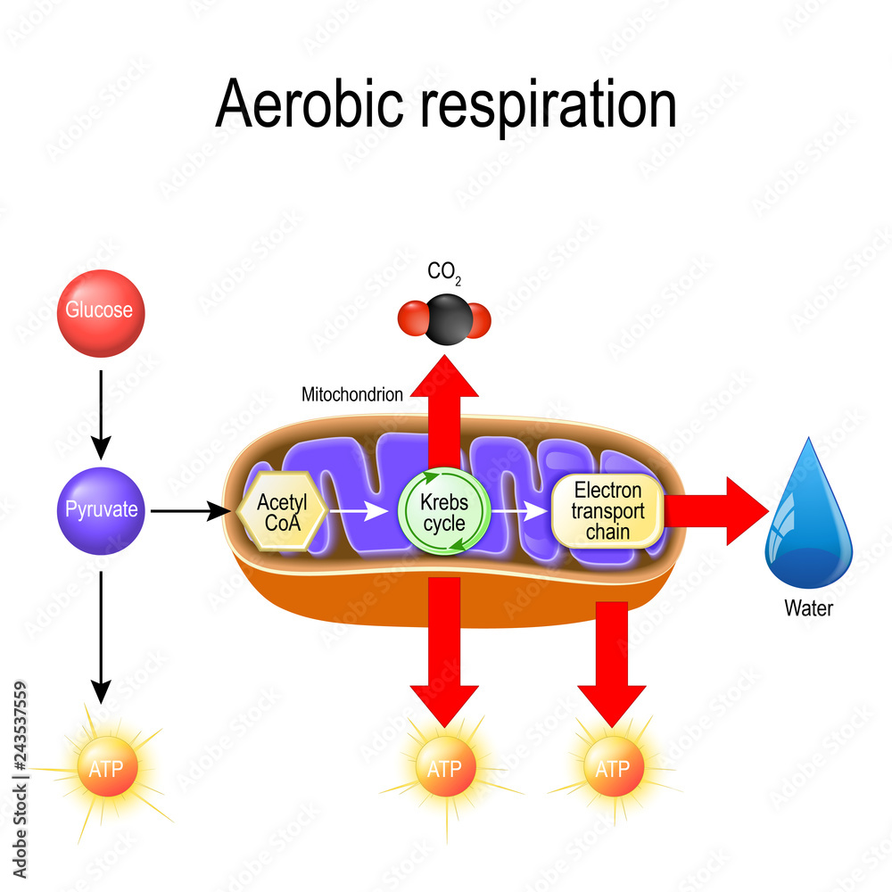 Aerobic respiration. Cellular respiration Stock Vector | Adobe Stock