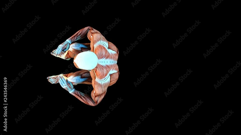 Visible Muscles And Tendons Medical Anatomy Animation Stock Video ...