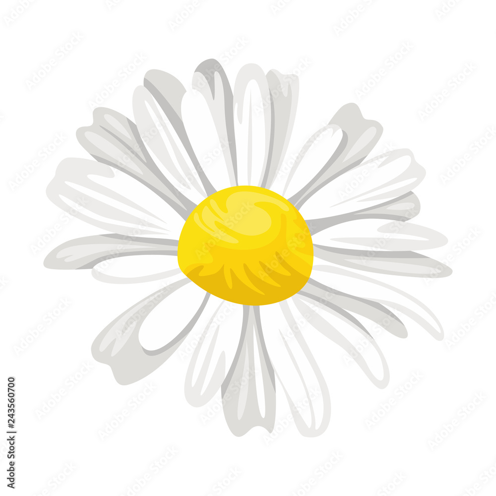 Chamomile Flower Vector