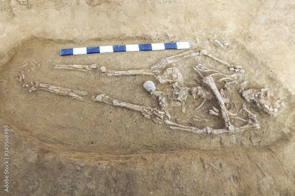 Archaeological excavations man and finds (bones of a skeleton in a ...