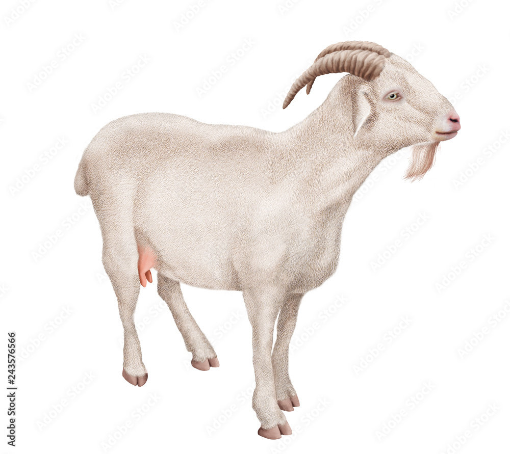 Ilustração do Stock: chèvre laitière, amour, coeur, ferme,, mammifère ...