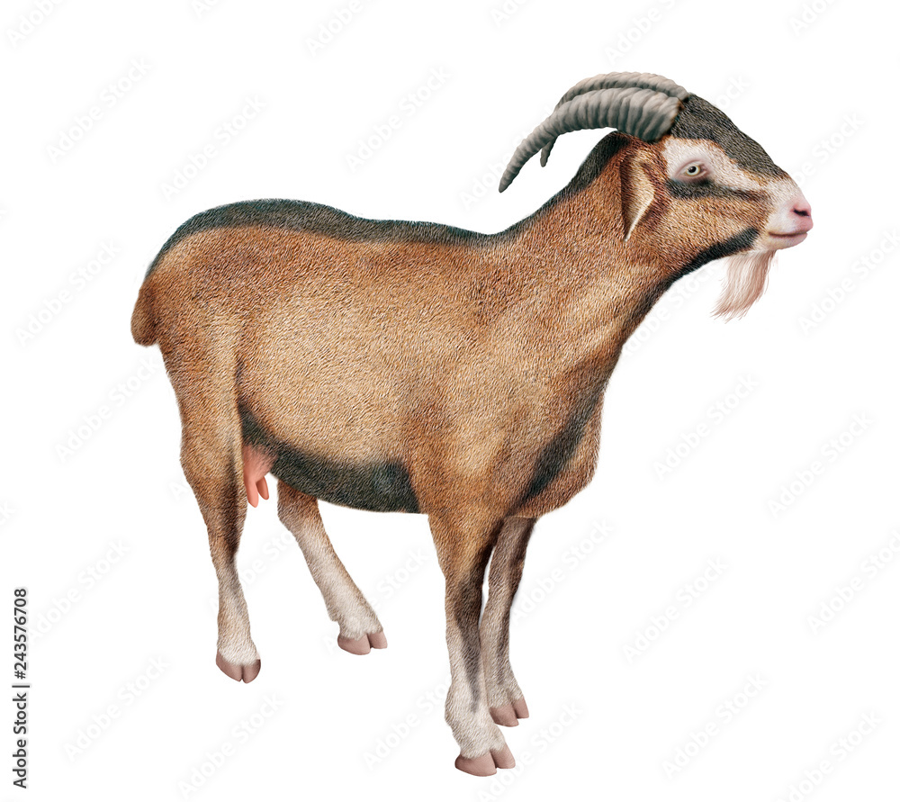 chèvre laitière, amour, coeur, ferme,, mammifère, marron, mamelle ...